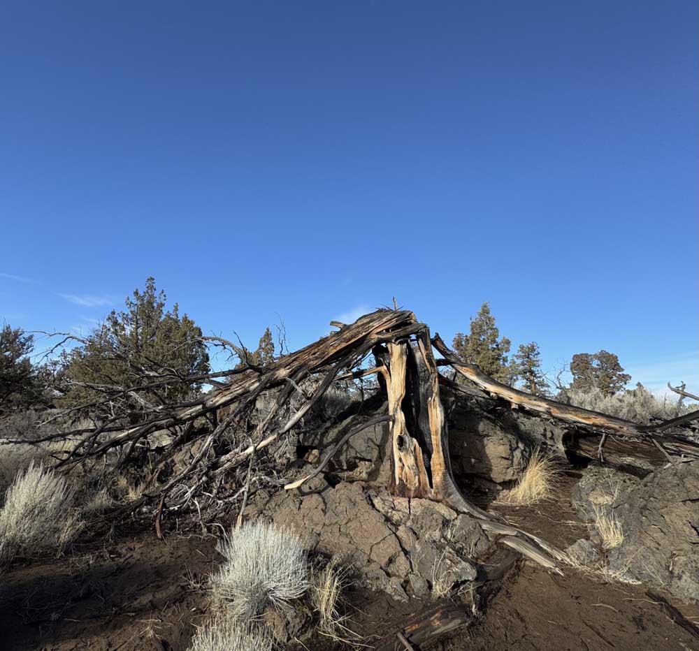 Hikers get historical amid ancient junipers at Oregon Badlands ...